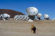 Fox at the ALMA Observatory | ESO